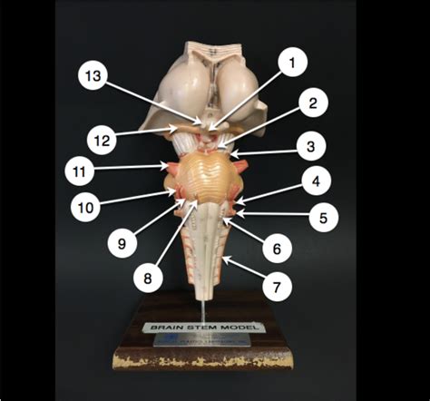 Brain Stem Anatomy Model