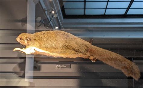 Japanese Giant Flying Squirrel Facts Squirrels At The Feeder