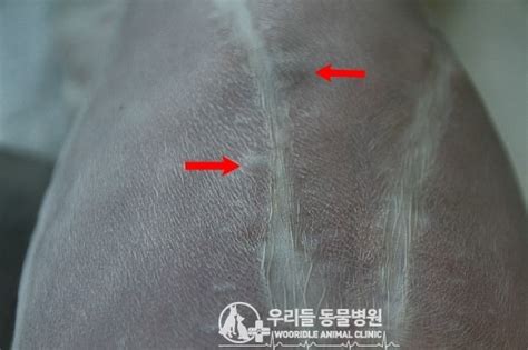 강아지 유선종양 재발 10살 큐리 네이버 블로그