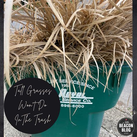 Trash Contained Royal Carting Wont Pick Up Tall Grasses Tree