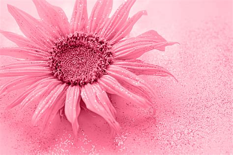 반짝이는 비바 마젠타 배경에 해바라기 꽃 선택적 초점 초점이 맞지 않습니다 밝은 색상의 꽃 배경입니다 0명에 대한 스톡 사진 및 기타 이미지 Istock