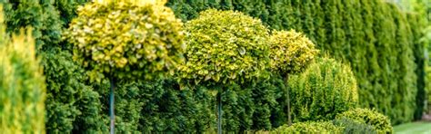 Preventative Care Why Pruning Is Vital For Tree Health