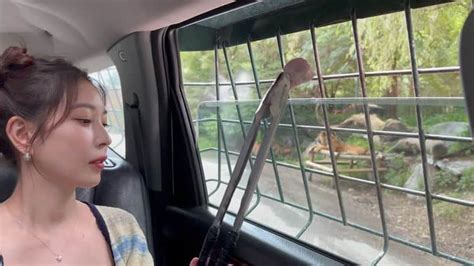 Boaさんのインスタグラム写真 Boainstagram「나는야 호랑이 범띠 그래서 호랑이가 너무 좋아~🐯 목소리만으로도 알 수 있었던~19년도에 만난 사육사님과 재회