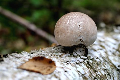 버섯은 자작 나무 줄기에서 자랍니다 녹색 잎 질감입니다 자연 꽃 배경입니다 유기농 식물 아름다움 매크로 근접 촬영 0명에 대한