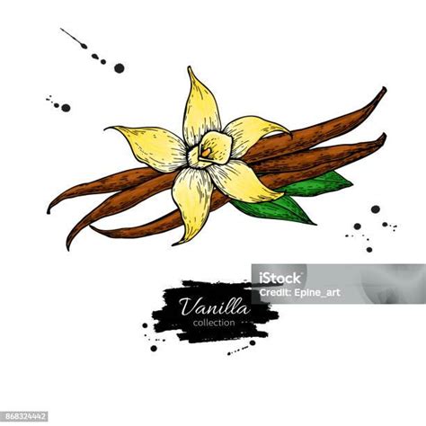 바닐라 꽃 및 콩 벡터 드로잉을 스틱 손으로 그린 스케치 음식 바닐라 양념류에 대한 스톡 벡터 아트 및 기타 이미지 바닐라 양념류 가지 식물 부위 개체 그룹 Istock