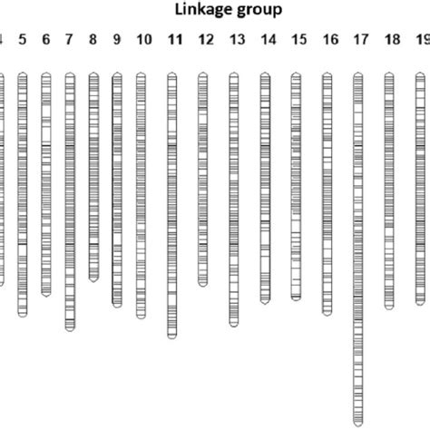 Visualization Of The Sex Averaged Map Built For The Largest Segregating