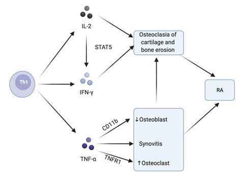 Involvement Of T Helper 1 Th1 Cells In The Immune Regulation Of