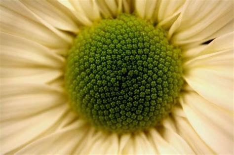 The Fibonacci Sequence As Seen In Flowers Gallery By Environmental The Fibonacci Sequence As Seen In Flowers Gallery By Environmental