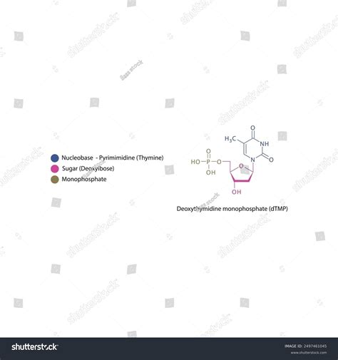 Deoxythymidine Monophosphate Dtmp Skeletal Structure Schematic Stock