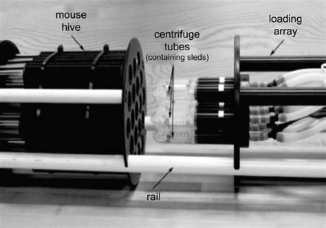 Multiple Mouse Mri Loading System Described By Dazai Et Al 22 Mice