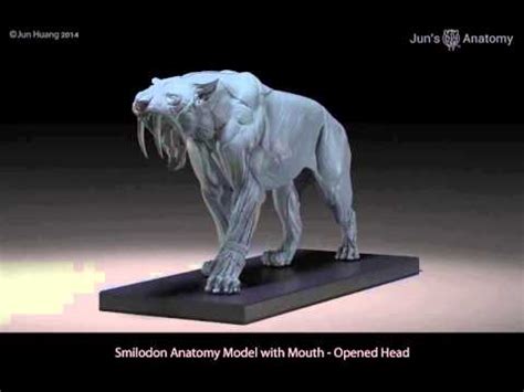Smilodon Anatomy Model With Mouth Opened Head By Juns Anatomy