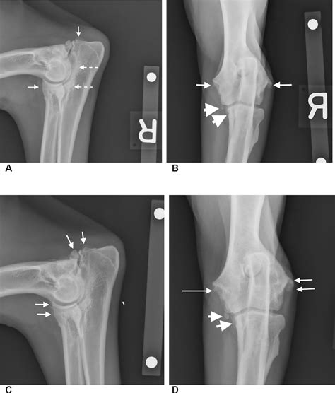 How Is Elbow Dysplasia Treated In Dogs