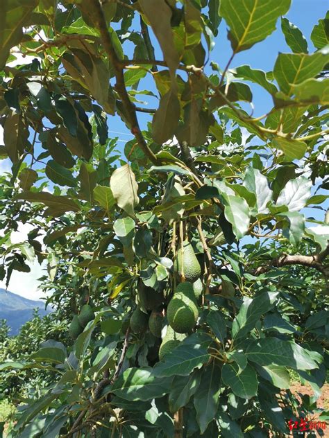 牛油果种植条件 盆栽 果树 第3页 大山谷图库