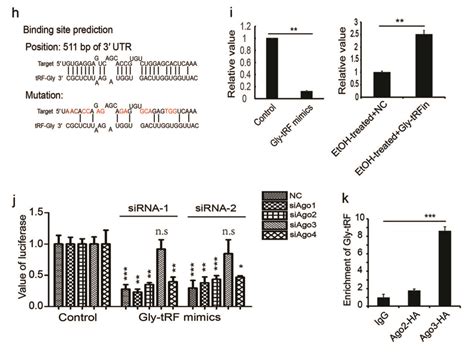 如何研究tRFs不妨先看这篇Cell Research文章 锐博生物