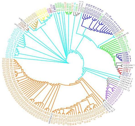 Clonal Complexes Of Staphylococcus Aureus Isolates Identified By Based Download Scientific
