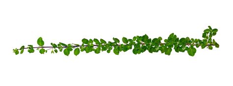 Leaf Vine Isolate On Transparent Background PNG File 13483461 PNG