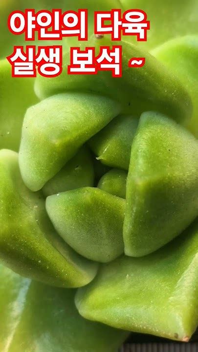 연두연두 오동통~ 꿀잠 하셔유~ 이찬원 파종이 실생 다육 다유기 다육이 다육식물 반려식물 다육판매 다육이판매 다육이키우기 다육인스타그램 매혹이 청주