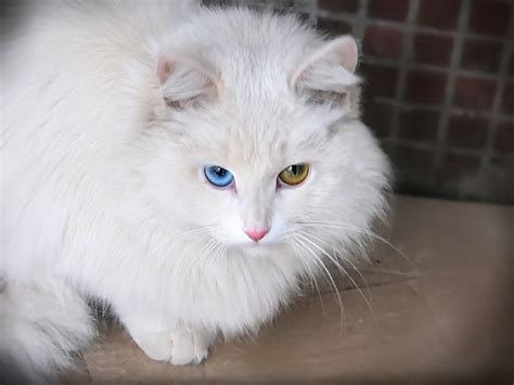 Razas De Gatos Blancos Con Ojos Azules Verdes O Con Heterocromía