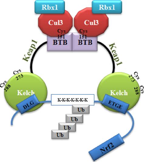 Schematic Representation Of The Bob Cherry Structure Of Keap1 Download Scientific Diagram