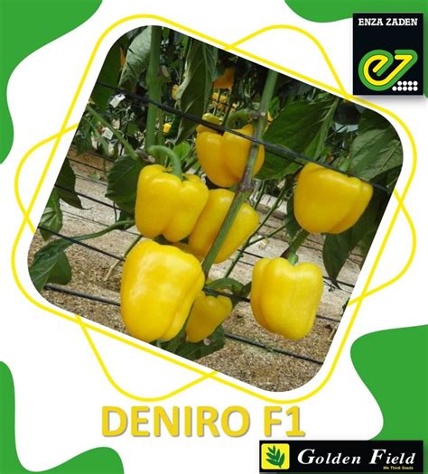 Golden Field Deniro F1 فلفل حلو من نوع بلوكي أصفر Facebook