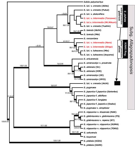 The Bayesian Maximum Clade Credibility Tree Derived From Nuclear Download Scientific Diagram