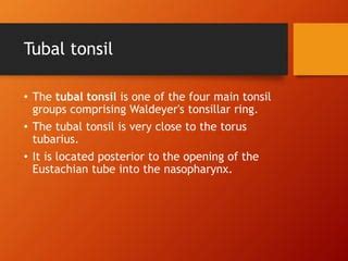 Anatomy Of Tonsil And Oropharynx Pptx