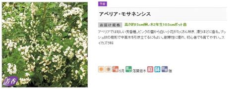 アベリアモサネンシス 香る庭が欲しいDaiのベランダGarden
