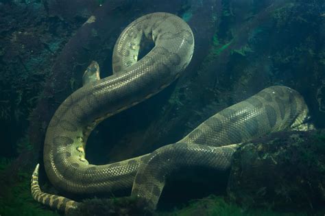 The Legend Of The Congos Ft Snake Captured By Colonel Remy Van Lierde