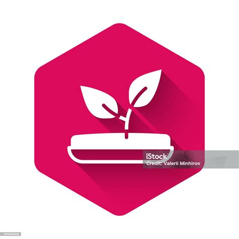 긴 그림자 배경으로 격리 된 화이트 새싹 아이콘 종묘와 묘목 나뭇잎 기호 잎 자연 핑크 육각형 버튼 벡터 개념에 대한 스톡 벡터 아트 및 기타 이미지 Istock