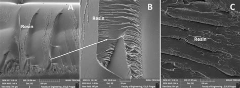 Sem Micrographs Of Adhesive Without Filler Matrix A Brittle