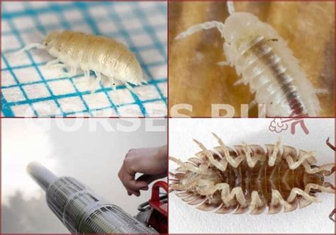 Белые мокрицы в ванной и туалете в Москве и области