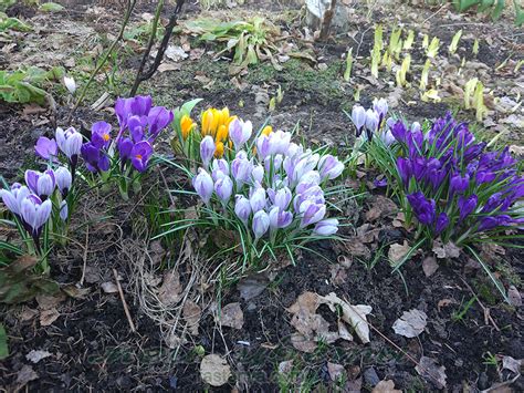 Крокус весенний Vanguard - фото - выращивание и уход, посадка ...