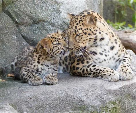 Леопард Panthera Pardus особенности поведения и место обитания
