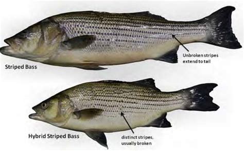 Hybrid Striped Bass Mississippi Department Of Wildlife Fisheries