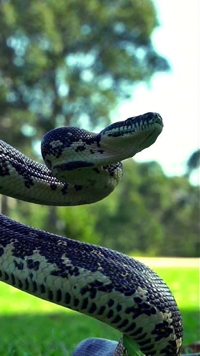 What Sounds Does A Python Make Therealone4u Shorts Youtube