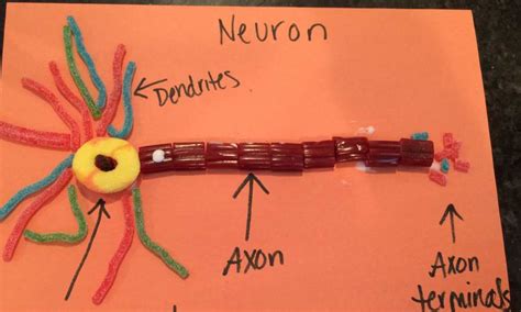 Neuron Project Model