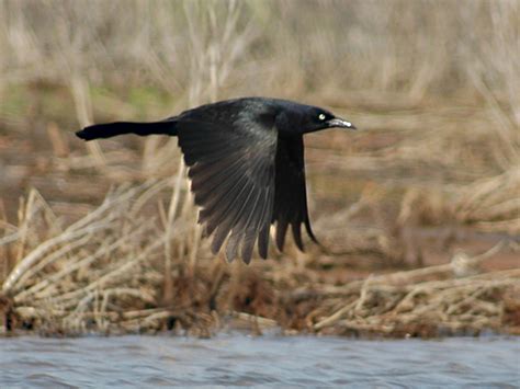 Tarp Object Detection Dataset By Vit