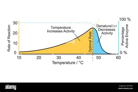 Scientific Designing Of Enzyme Activity Curve Colorful Symbols Vector