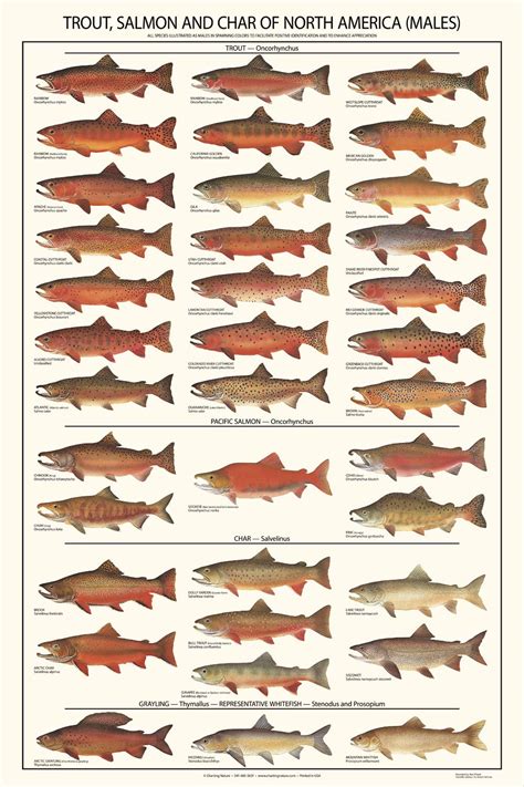Buy Fish Wall Art Trout Salmon And Char Fishing Guide Males