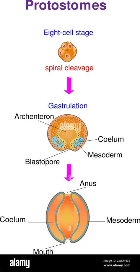 This Diagram Is Showing A Major Types Of Coelomates The Protostomes Stock Vector Image And Art