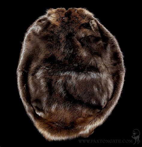 Beaver Pelt Paxton Gate