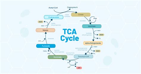 The TCA Cycle Deciding Cell Fate And Function And More Redox Medical Group