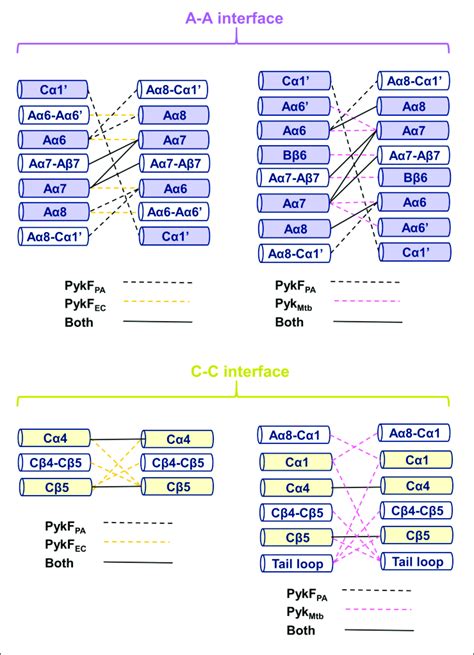 The Inter Protomer Interfaces In Pykf The Top Diagram Shows A