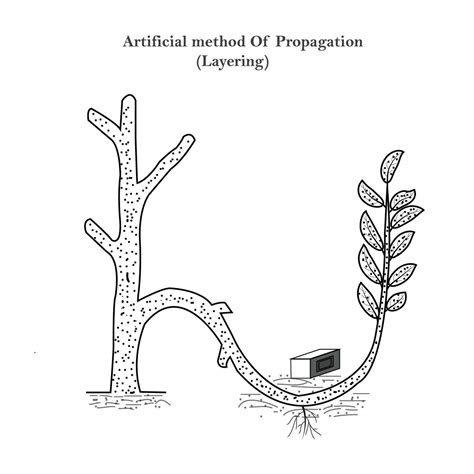 Reproduction In Plants Artificial Method Of Propagationlayering Reproduction In Plants Artificial Method Of Propagationlayering