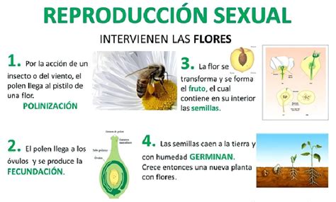 Reproducción Sexual De Las Plantas Temas De Agronomía