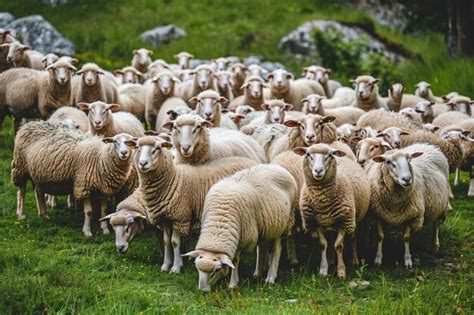 Herd Of Sheep Eating Grass In The Field Premium Ai Generated Image
