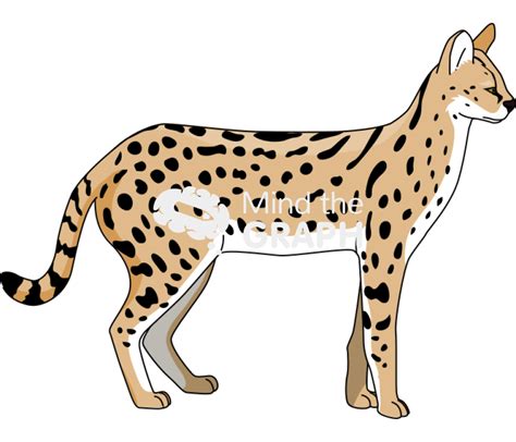 Leptailurus Serval Lateral