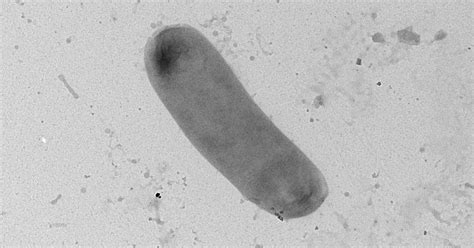 호남권생물자원관 무안군 해역서 ‘유류 오염 물질 분해 효소 발견