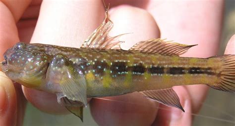 ナガノゴリ20050319 Web魚図鑑