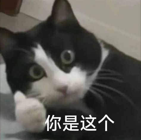 可爱猫咪比大拇指，眼神呆萌，配文 你是这个”超有趣 10000个很火的抽象神经表情包表情包图片动图 求表情网斗图从此不求人